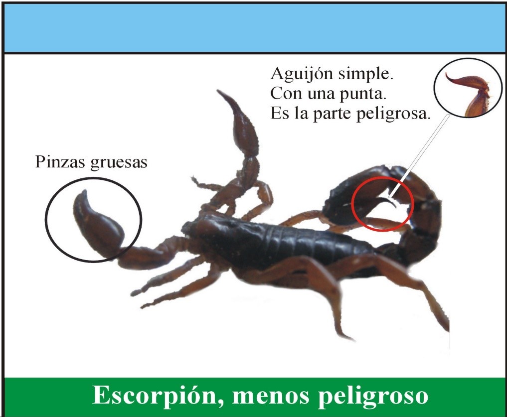 Diversos registros de escorpiones, pertenecientes al género Bothriurus ...